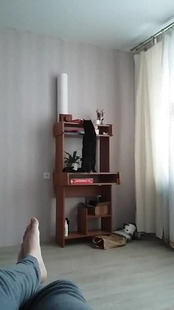 Cat Knocks Over Items on Shelf | Jukin Licensing