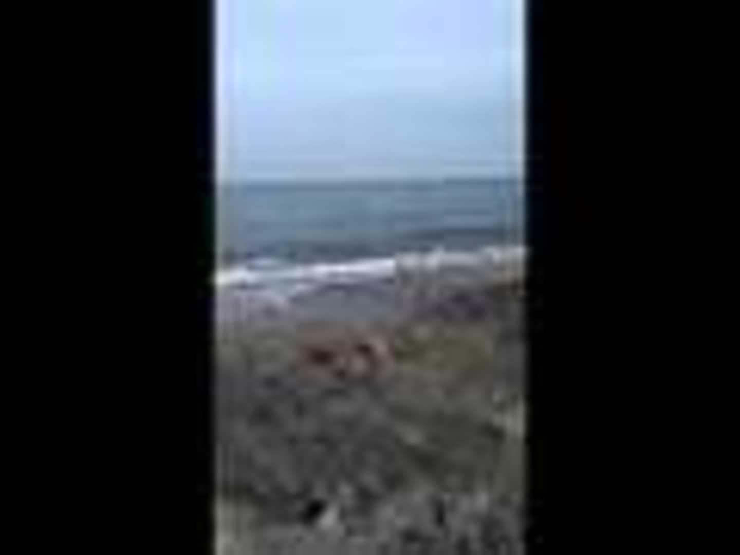 Fish Flies into Camerawoman's Face | Jukin Licensing