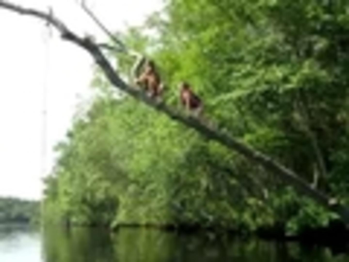 Little Girl Slips off Overhanging Tree and Falls into Lake | Jukin ...
