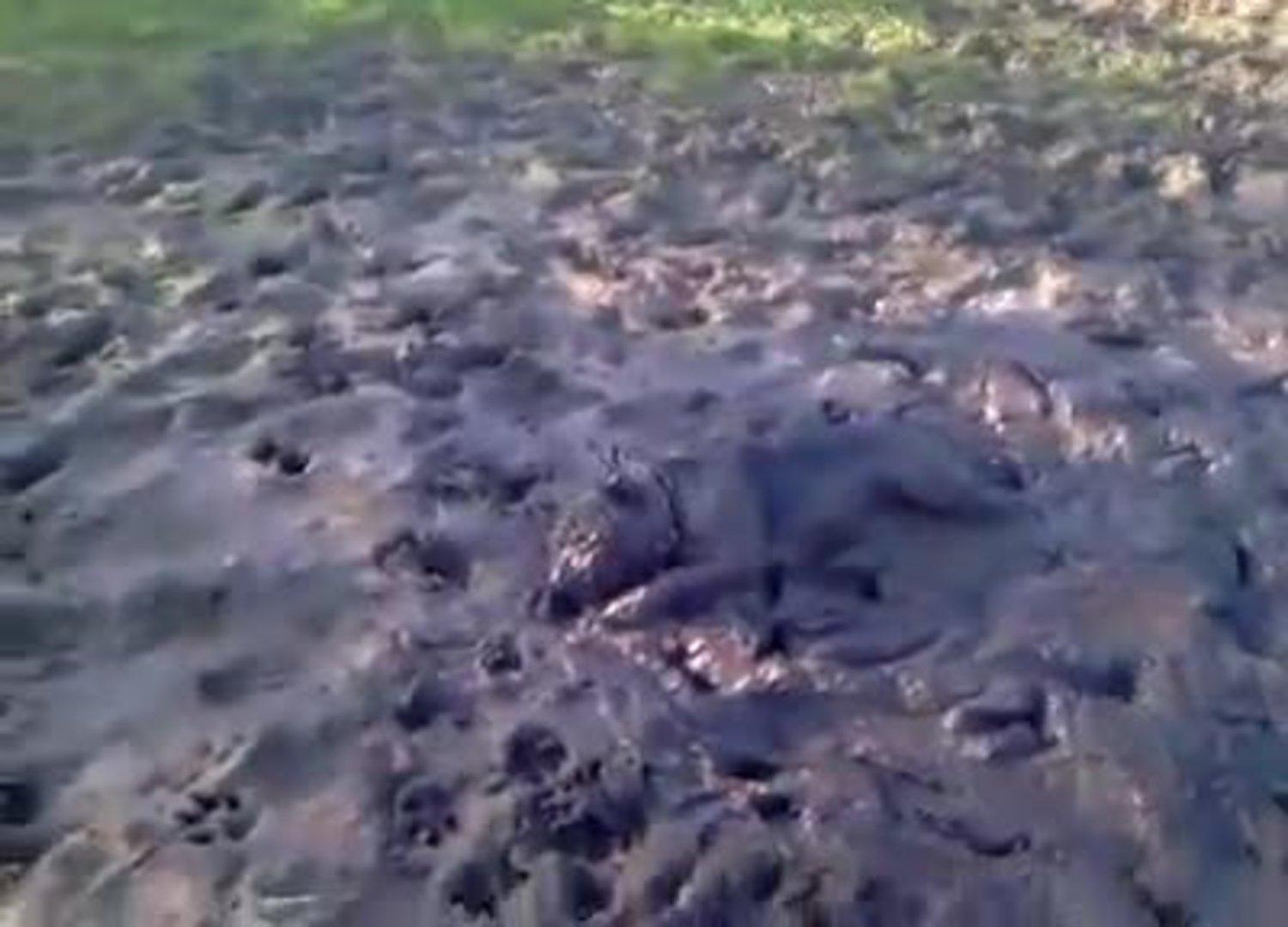 Dog Rolls Around In Mud Puddle | Jukin Media Inc