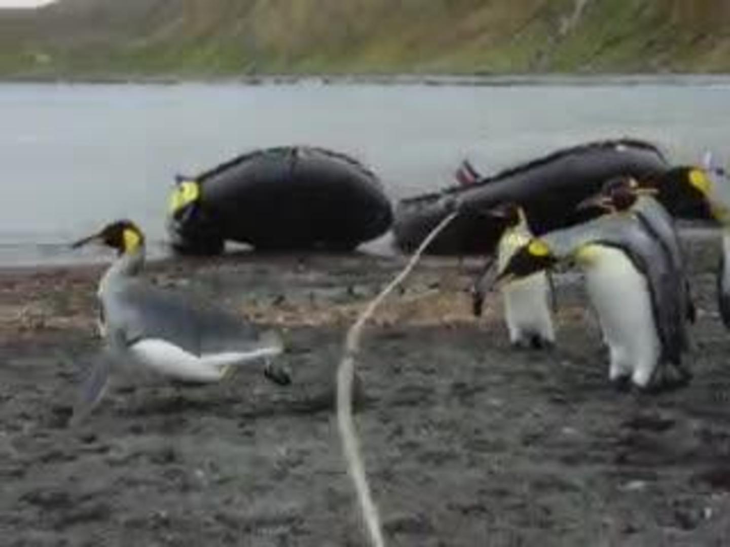 Penguins Trip Over Rope | Jukin Licensing