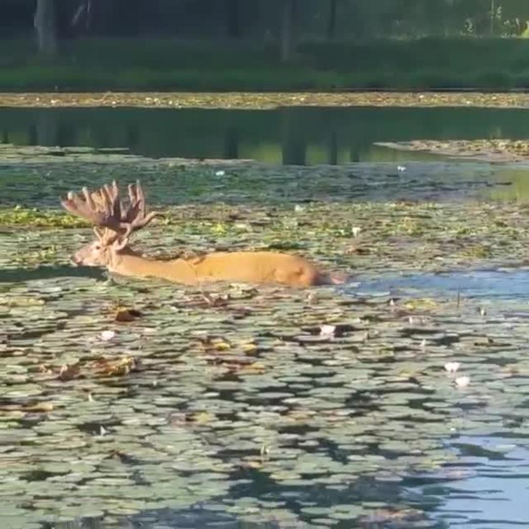 Reindeer Eating by the Water | Jukin Media Inc