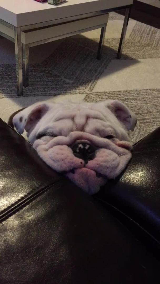 Adorable Bulldog Puppy Crying | Jukin Licensing