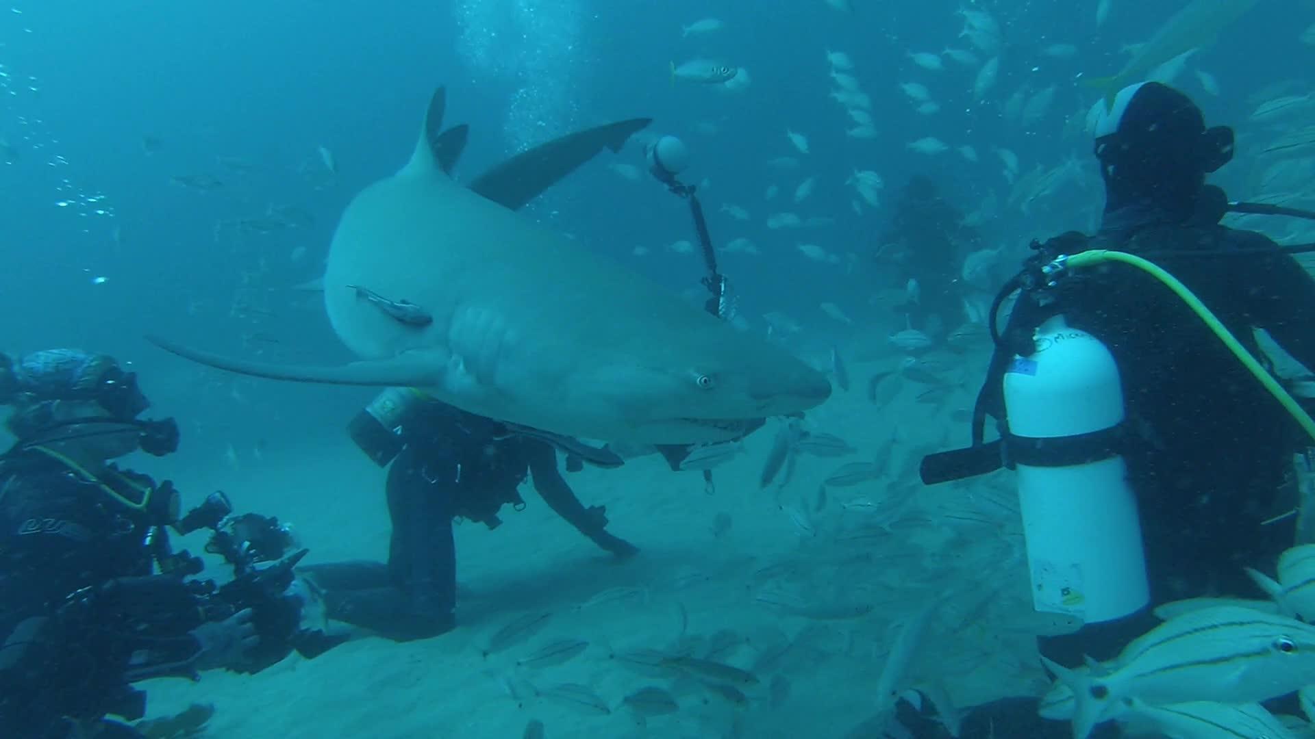 Scuba Diver Holds Shark Upside Down Under Water | Jukin Media Inc