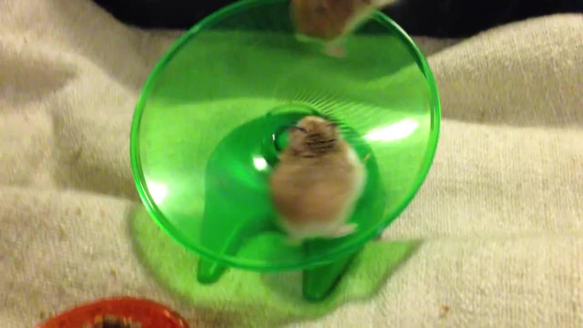 Hamster Runs on Top of Wheel | Jukin Media Inc