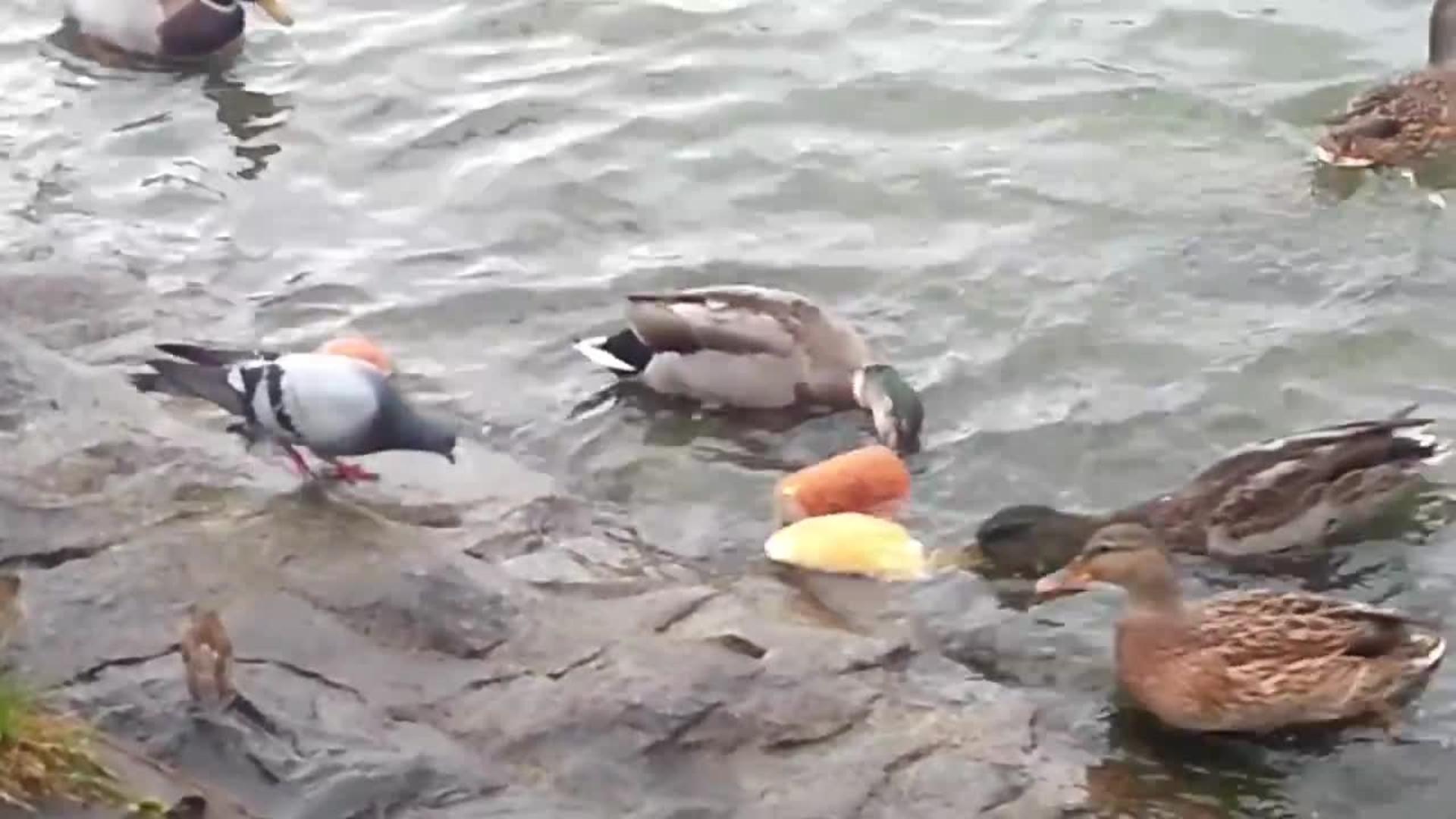 Girl Feeding Ducks Slides into Lake | Jukin Licensing