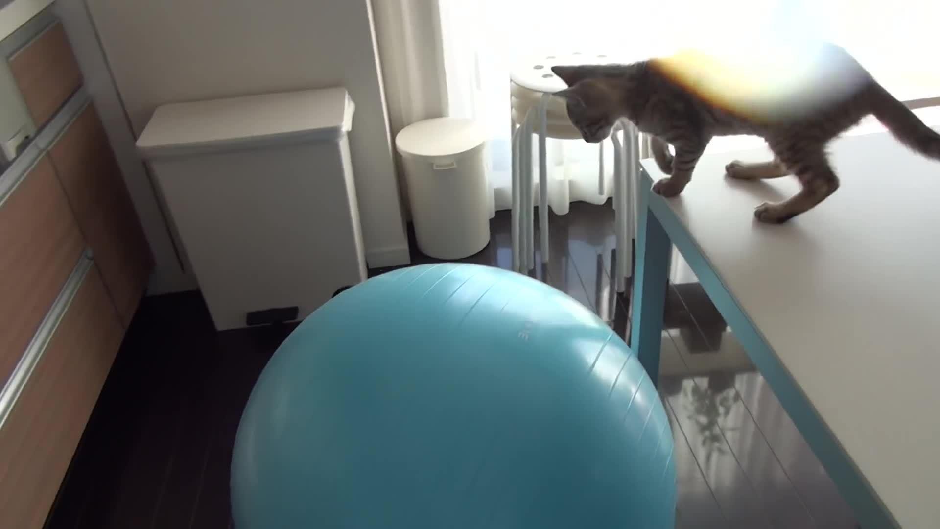 Kitten Uses Exercise Ball to Hop onto Counter | Jukin Licensing