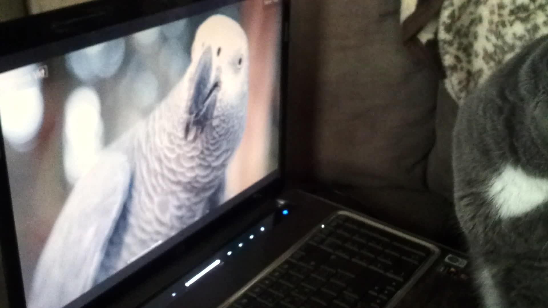 Cat Hits Computer Monitor Playing Bird Video | Jukin Media Inc