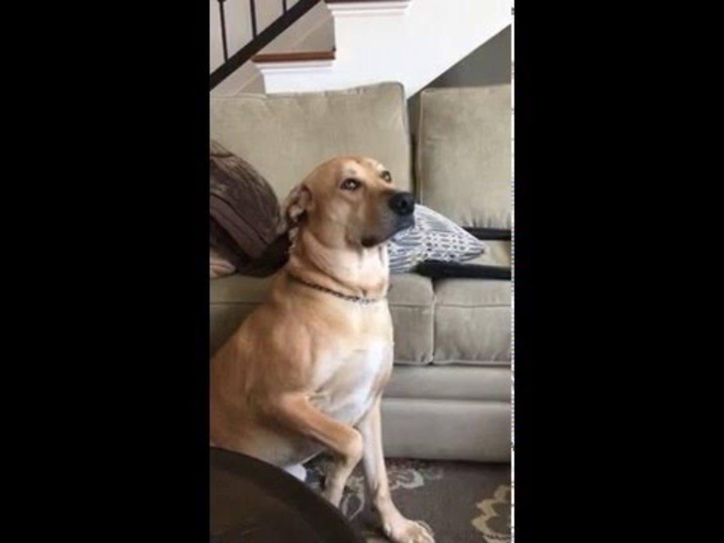 Dog Disappointed with Owner | Jukin Licensing