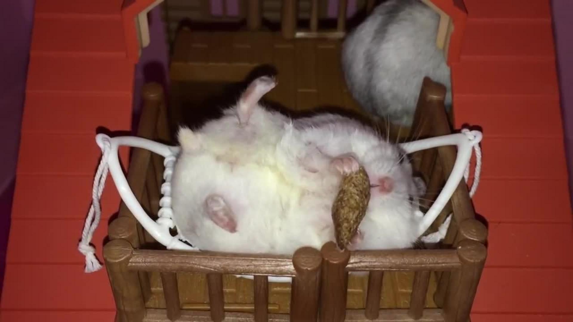 Lazy Hamster Eats in Front of TV | Jukin Licensing
