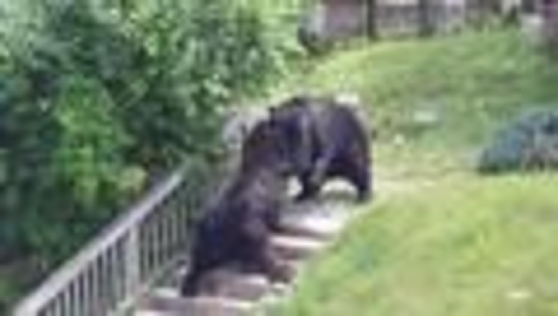 Two Black Bears Fight in Front Yard | Jukin Licensing