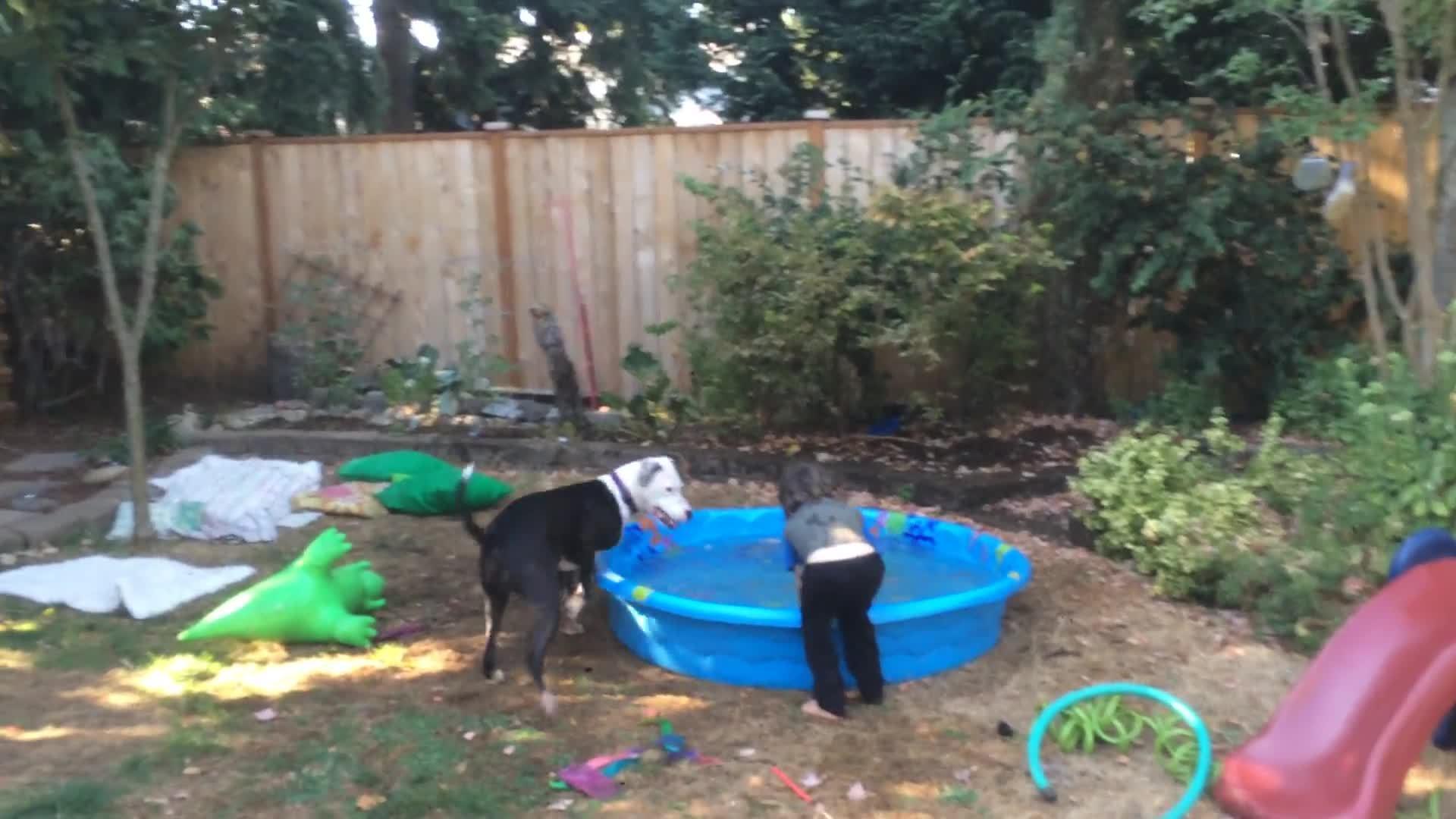 Dog Jumps in the Air to Catch Thrown Pool Water | Jukin Licensing