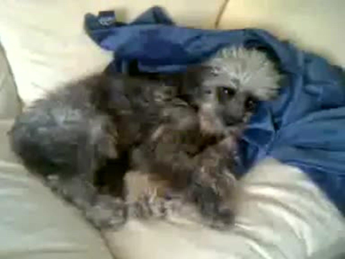 Dog Flashes Camera | Jukin Licensing