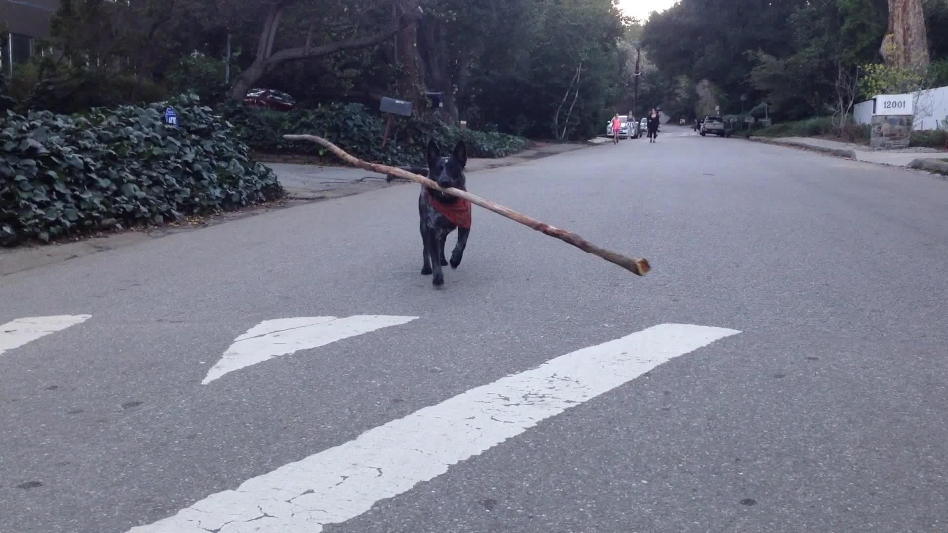 Tree Branch Snaps and Hits Guy in Face | Jukin Media Inc