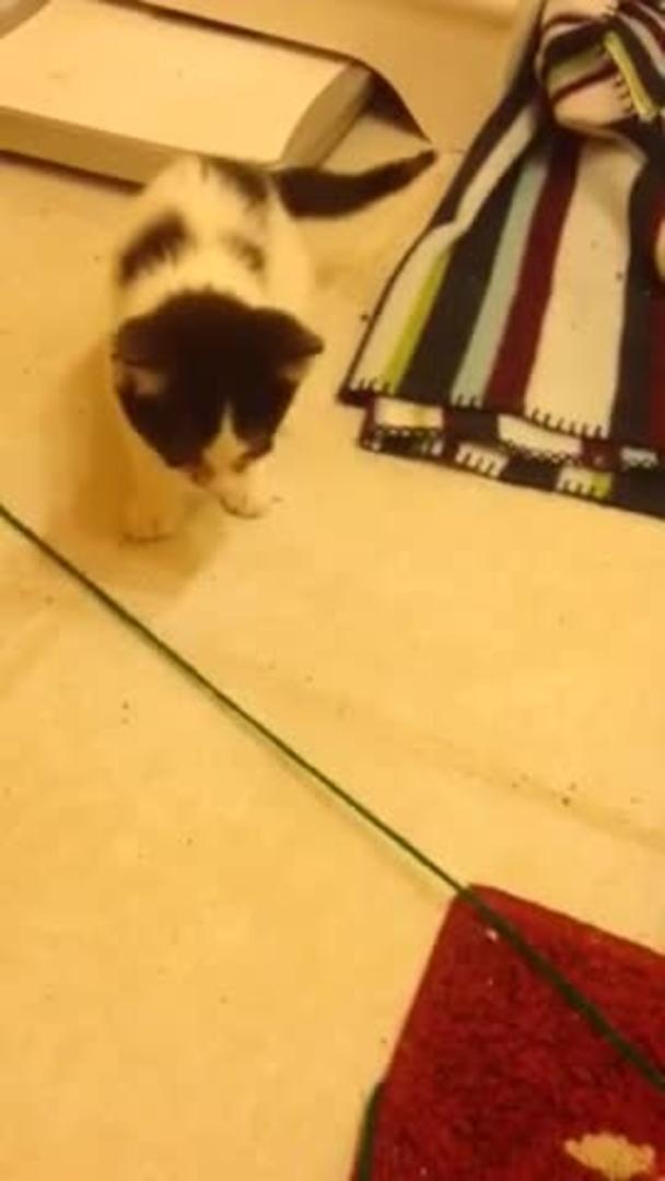Kitten Performs Backflip Playing with String | Jukin Licensing