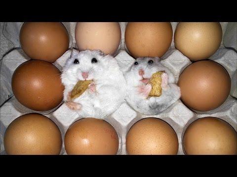 Hamster Chews on Broccoli | Jukin Media Inc