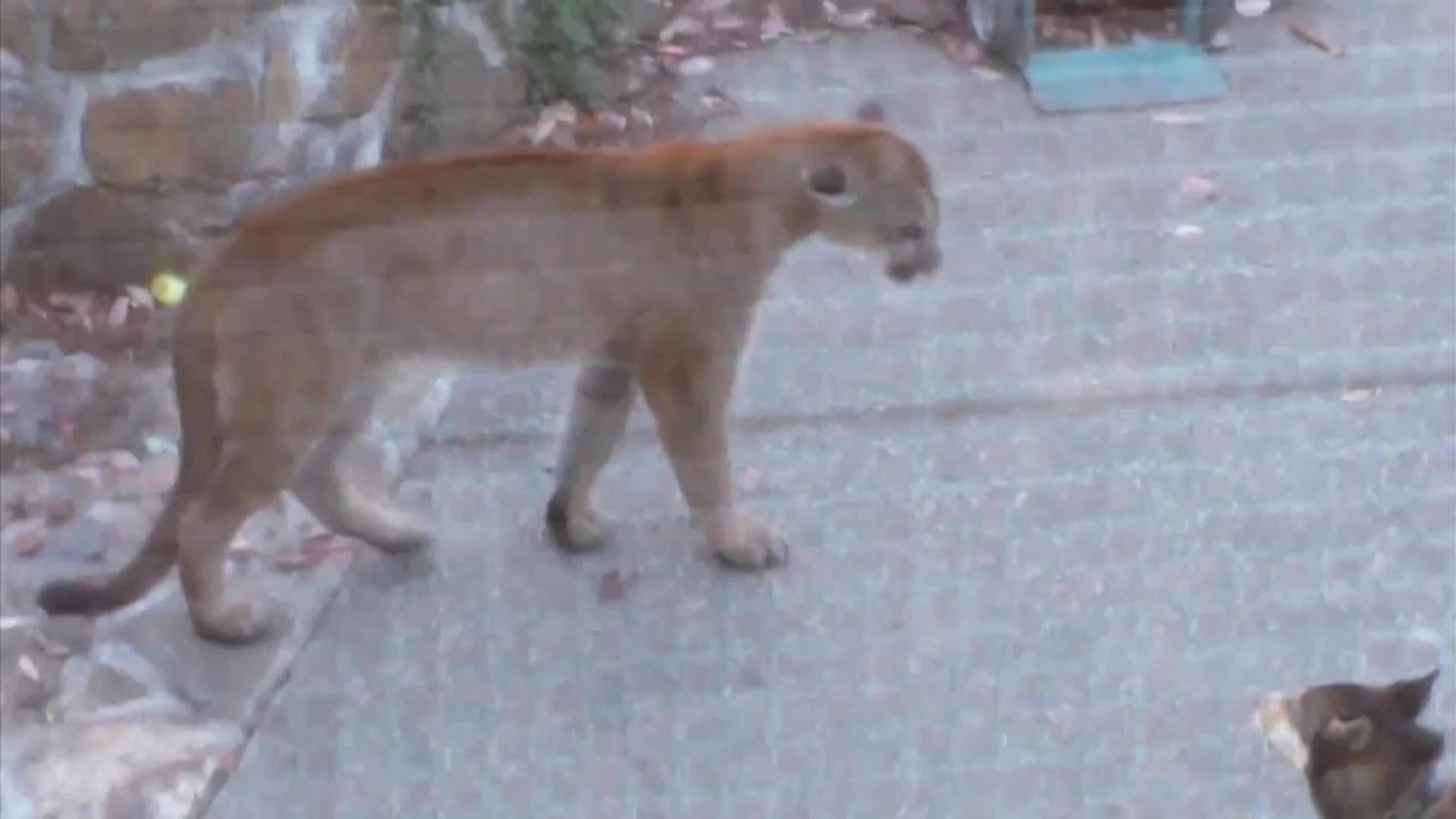 Hungry Cougar Vs. Brave Dogs | Jukin Licensing