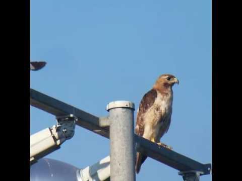 Mockingbird Attacks Red-Tailed Hawk | Jukin Licensing