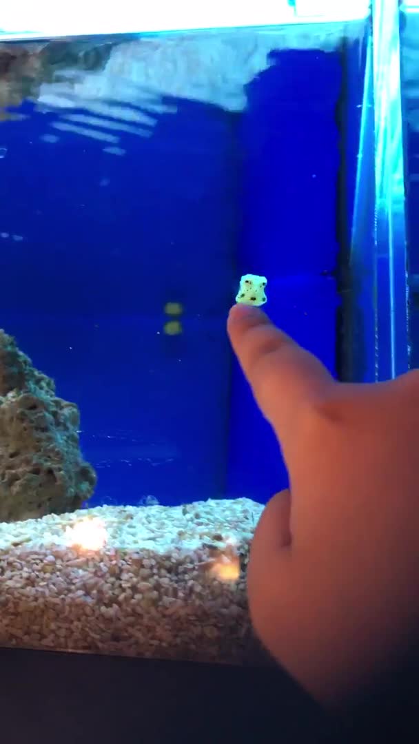 Fish Swims Between Owner's Fingers | Jukin Media Inc