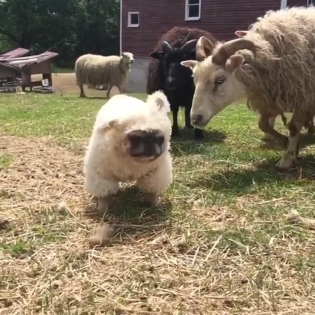 Dog Humps Sheep in Field | Jukin Media Inc