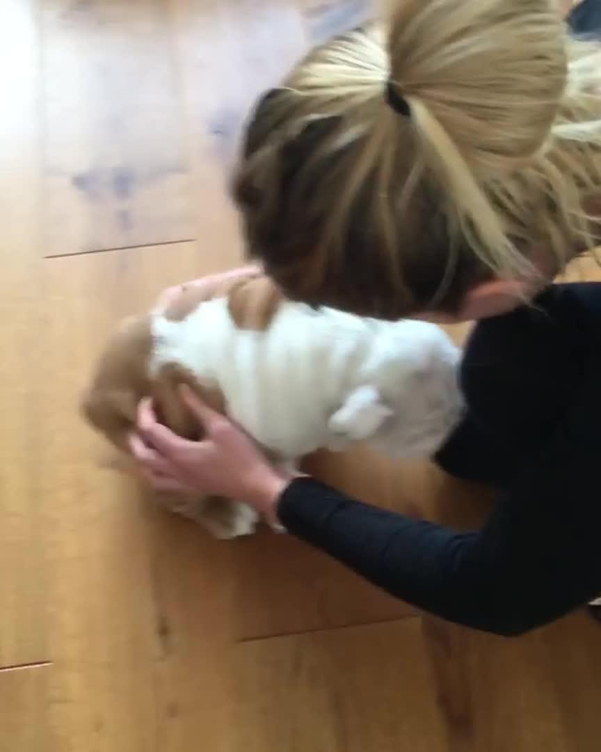 Bulldog Enjoys Butt Scratch | Jukin Licensing