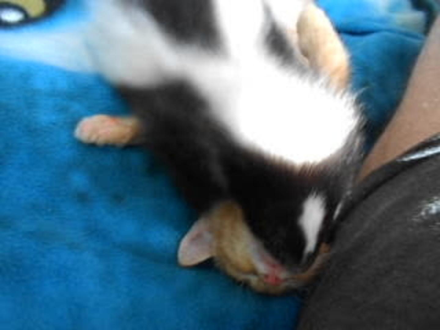 Baby Skunk and Kitten are Friends | Jukin Licensing