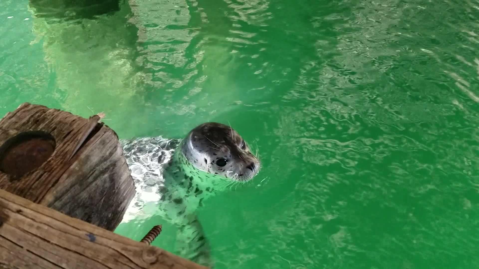 Guy Gets Too Close to Wild Seal | Jukin Media Inc