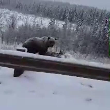 Moose Attacks Truck | Jukin Media Inc