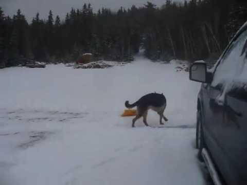 Dog Plows Through Snow | Jukin Licensing