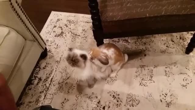 Bunny Humps Chicken | Jukin Media Inc