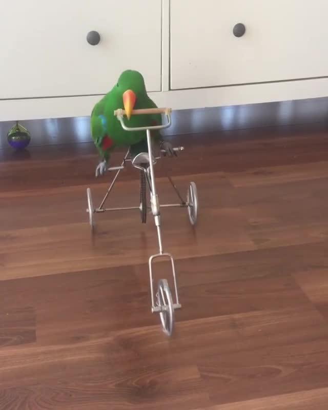 Parrot Rides Bicycle | Jukin Licensing