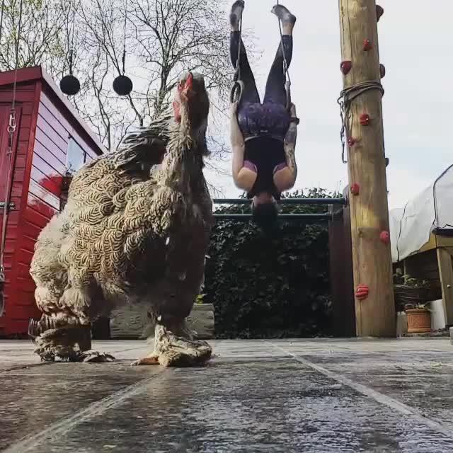 Girl Gets Attacked by Chicken | Jukin Media Inc