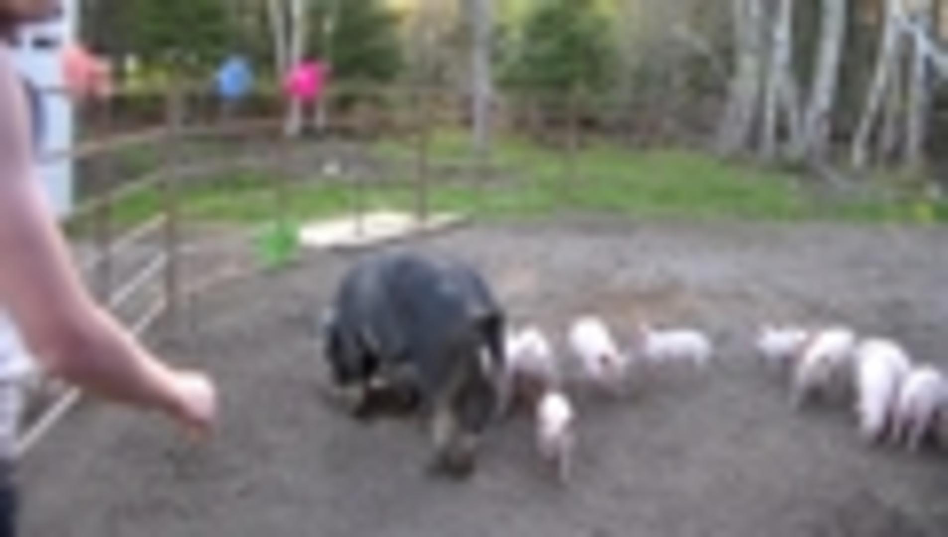 Guy Rides Pig, Falls in Poo | Jukin Licensing