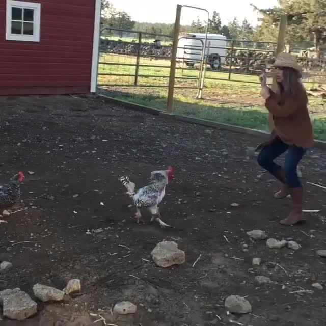Girl Gets Attacked by Chicken | Jukin Media Inc