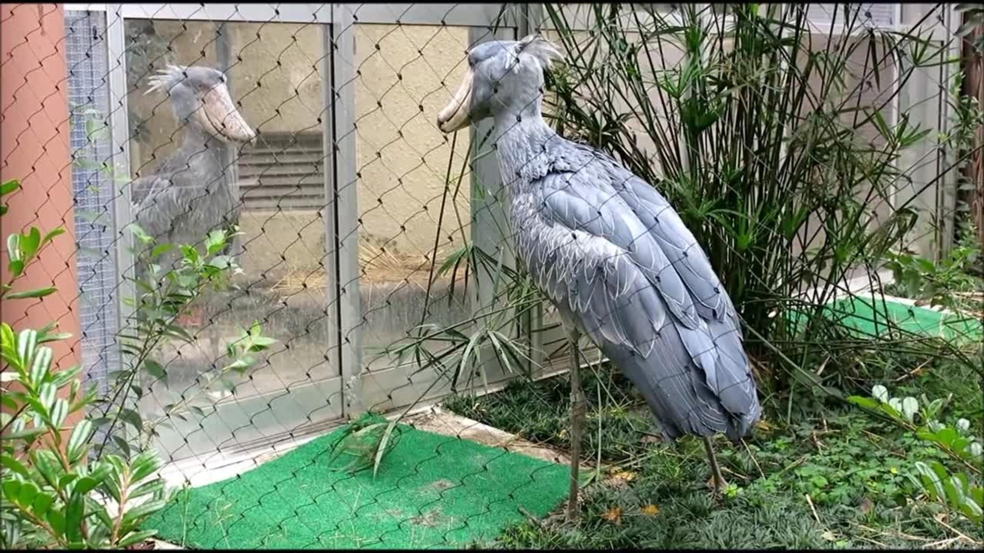 Bird Breaks Glass with Beak | Jukin Licensing