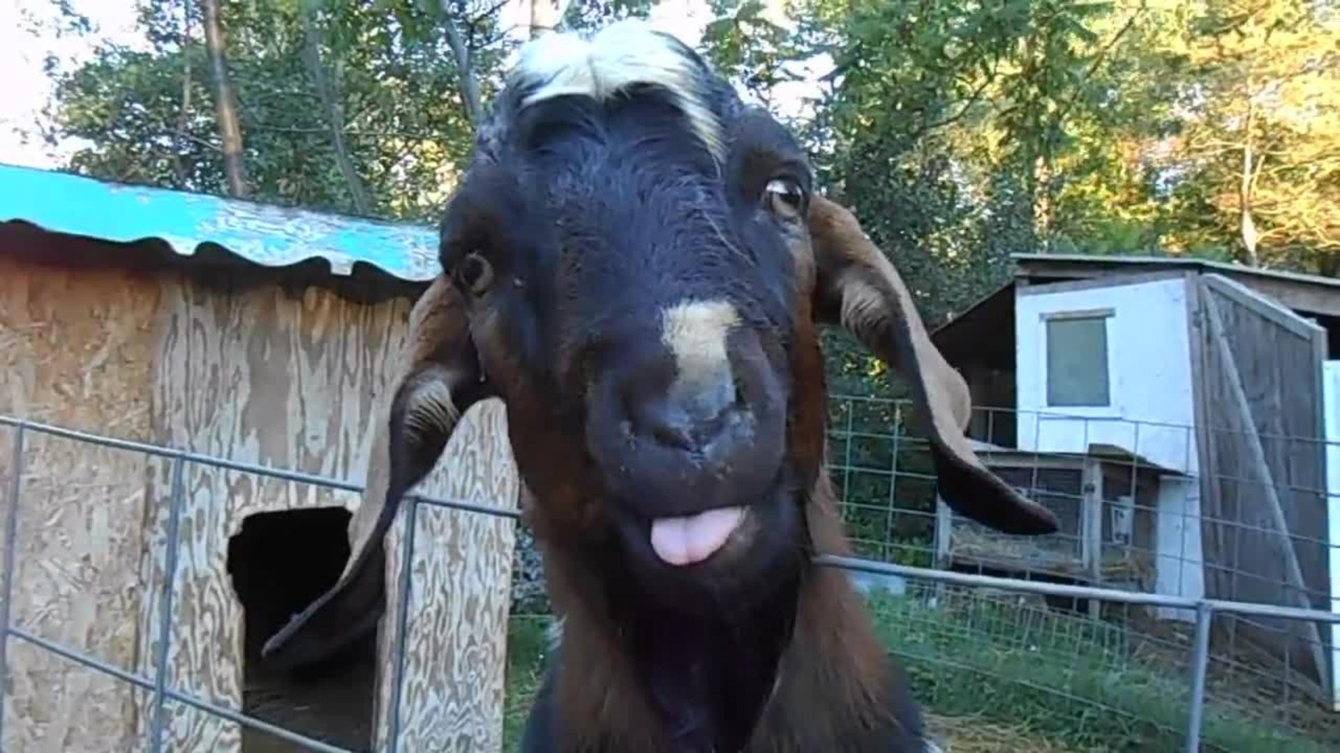 Human-Sounding Goat Can't Control Tongue | Jukin Licensing