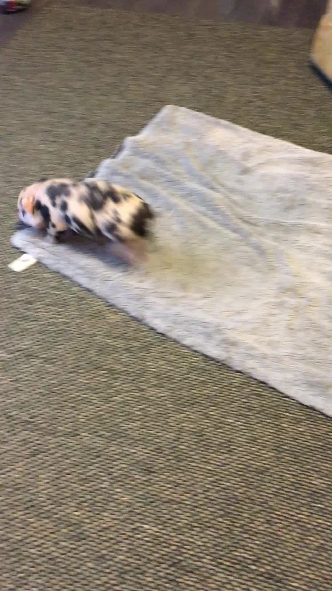 Pig Rolls Around Carpet | Jukin Licensing