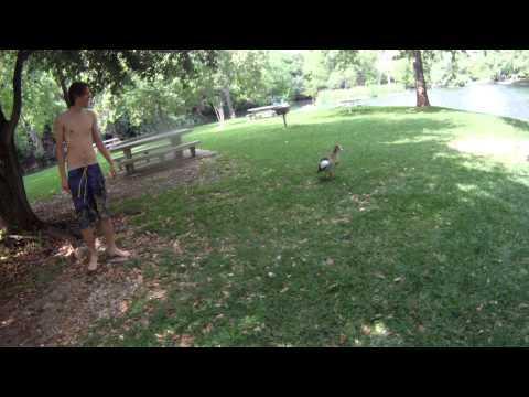 Mother Duck Attacks Camera Man | Jukin Licensing