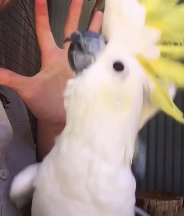 Bird Crests and Bows | Jukin Licensing