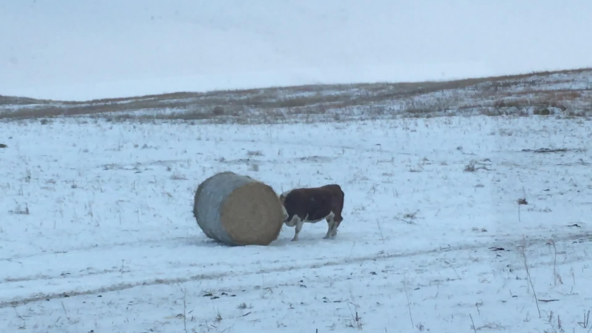 Cow Rolls Hay Across Snow | Jukin Licensing