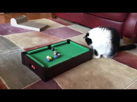 Cat Plays With Miniature Pool Table | Jukin Licensing
