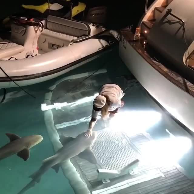 Girl Pets Shark Heads | Jukin Licensing