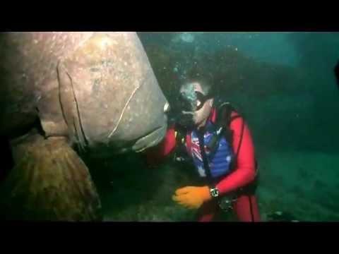 Giant Fish Attacks Diver | Jukin Licensing
