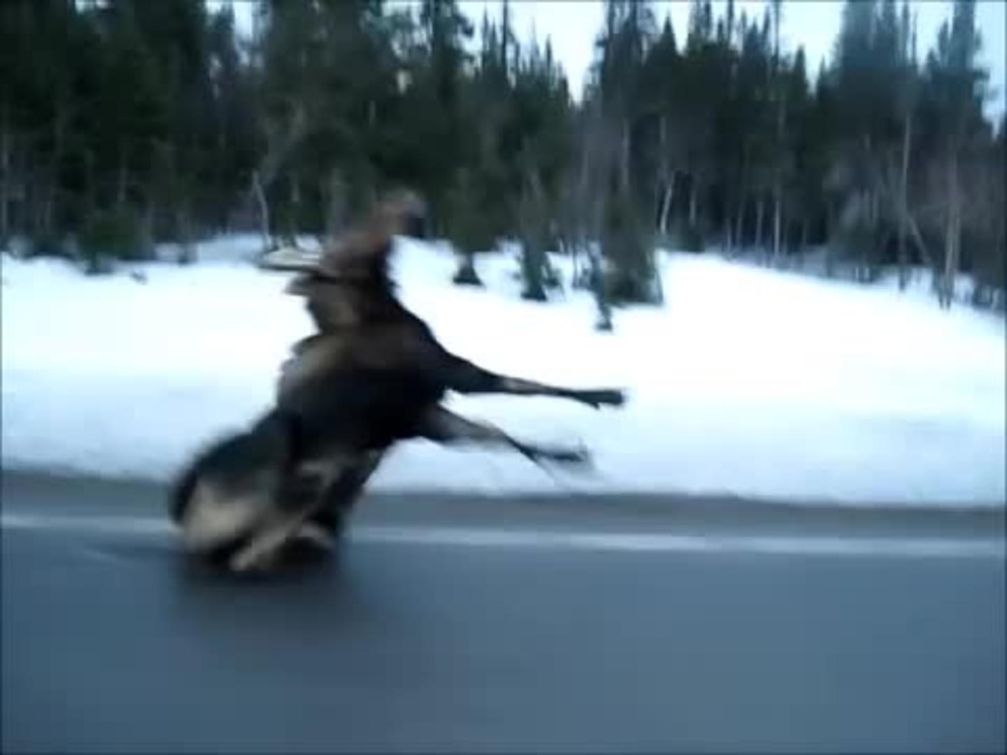 Moose Attacks Truck | Jukin Media Inc