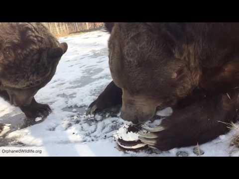 Bears Eat Cake | Jukin Licensing