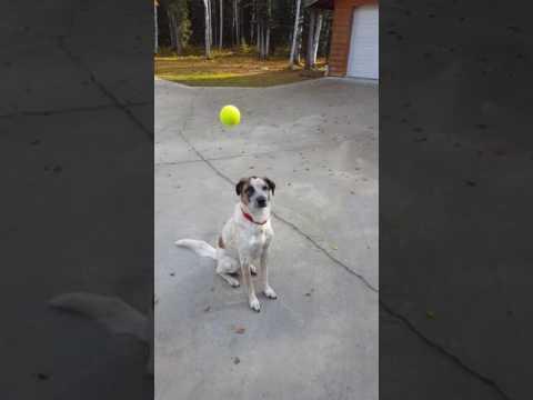 Owner Throws Ball at Uninterested Dog | Jukin Licensing