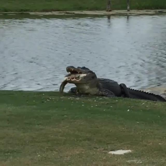 Alligator Eats Fish on Golf Course | Jukin Licensing