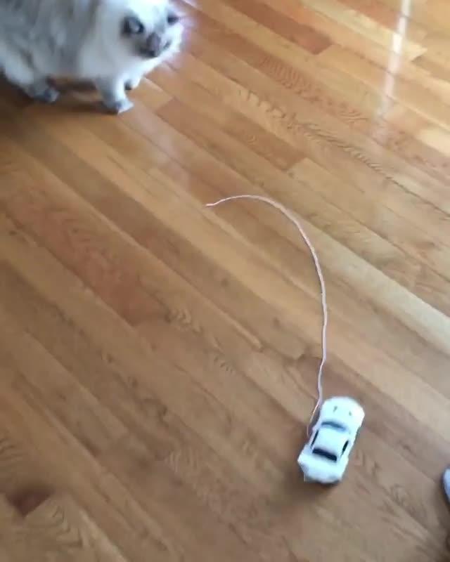 Cat Chases after String Attached to Toy Car | Jukin Licensing