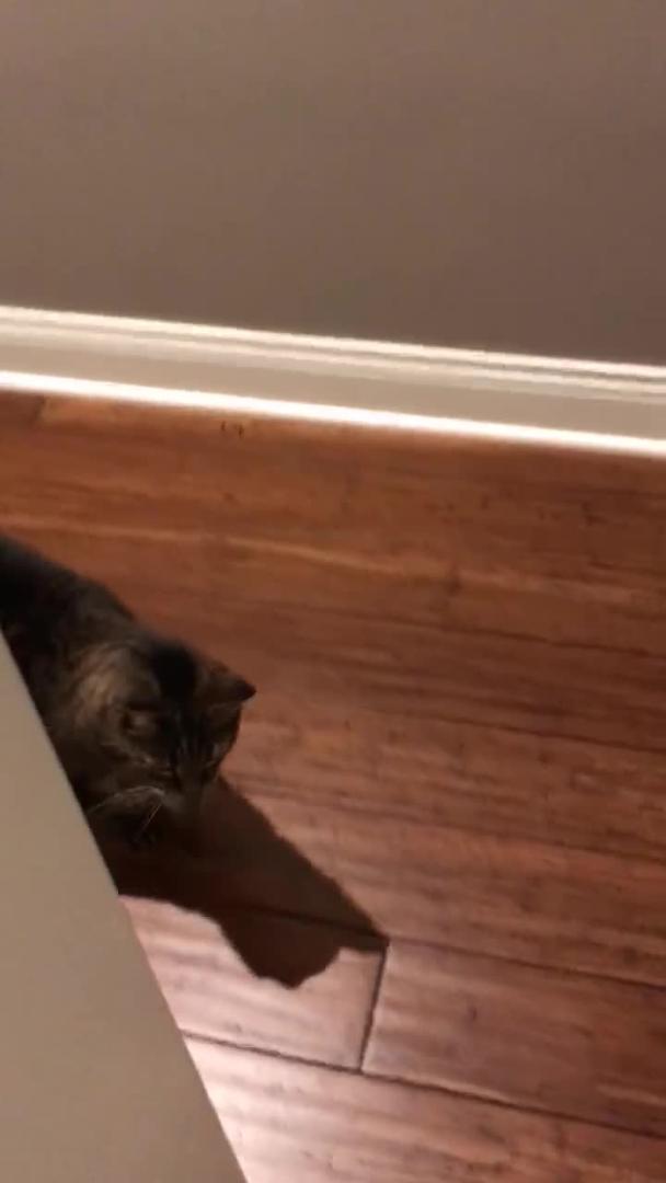 Cat Walks Around Hallway and Meows | Jukin Licensing