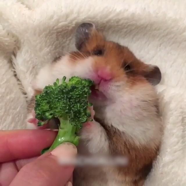 Hamster Stuffs Mouth with Food | Jukin Media Inc